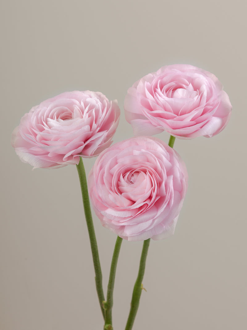 Ranunculus Corsage/Boutonniere – The Floral Fixx