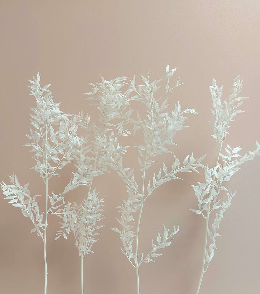 Bleached Italian Ruscus – The Floral Fixx